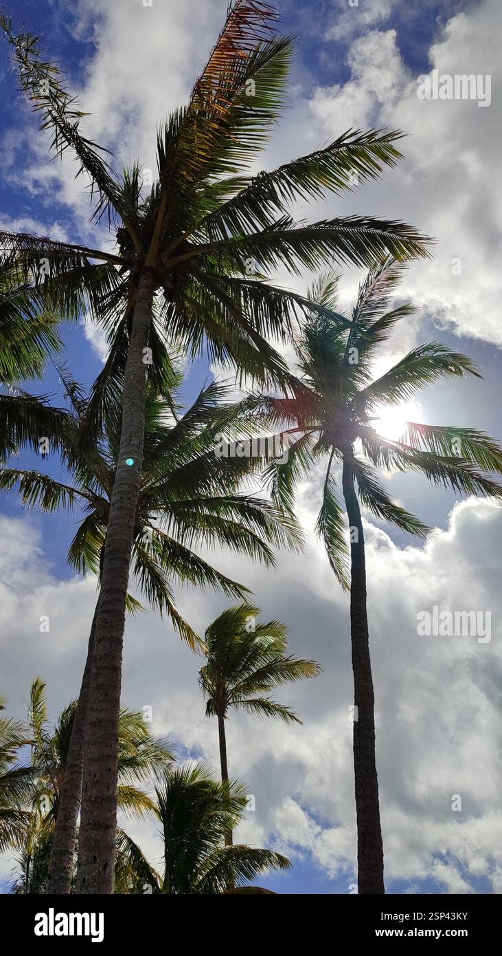 Tall palm trees sway in a gentle breeze beneath a bright blue sky with ...