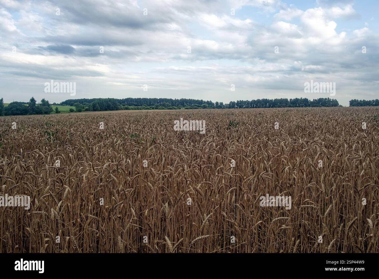 Russia on wheat grain hi-res stock photography and images - Alamy