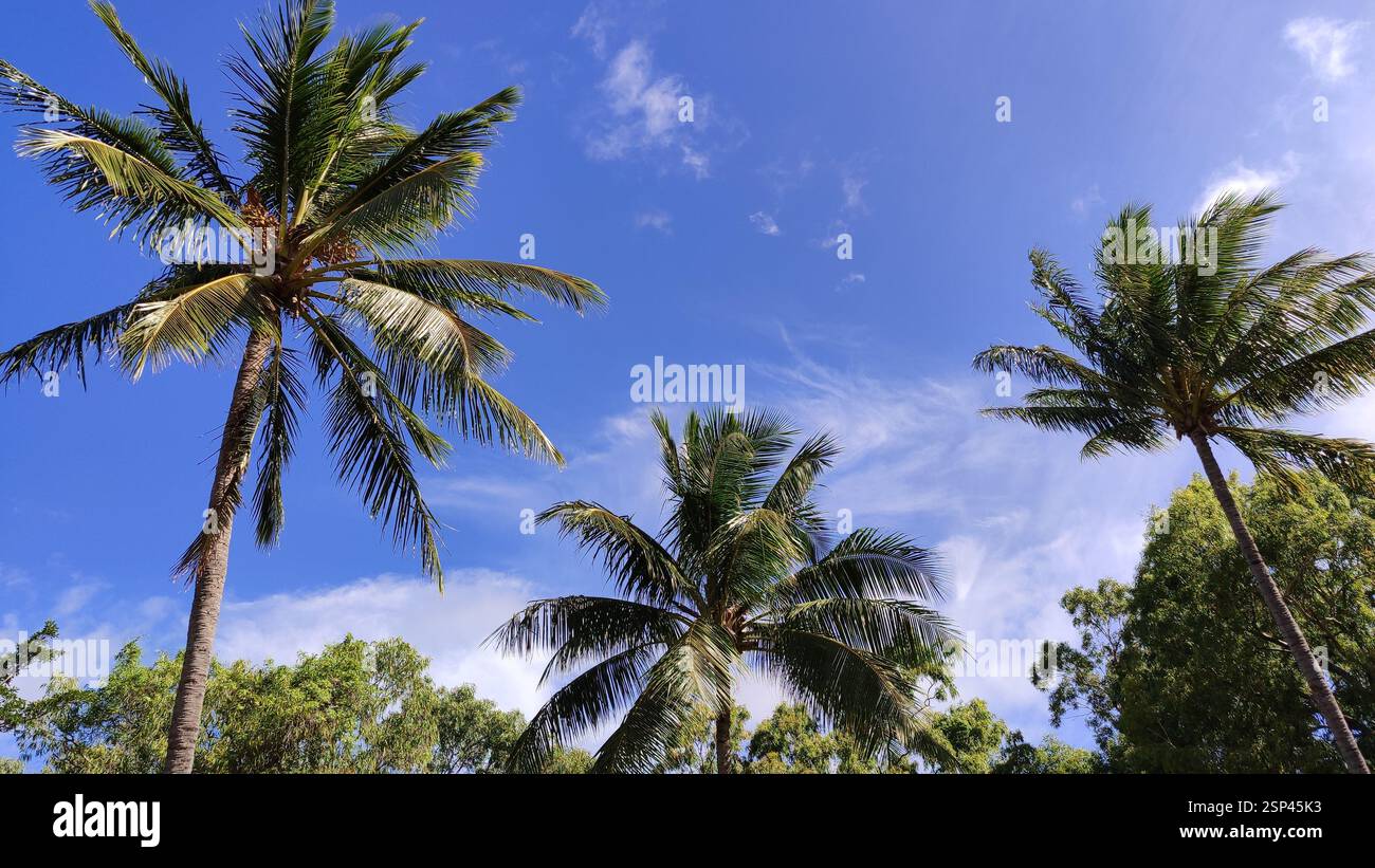 Tall palm trees with green fronds sway gently in the breeze beneath a ...