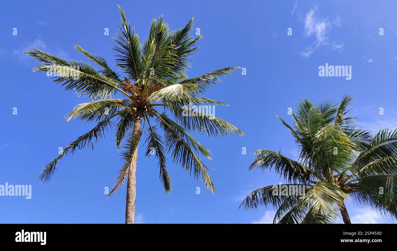 Two tall palm trees with green fronds swaying gently in a clear blue ...