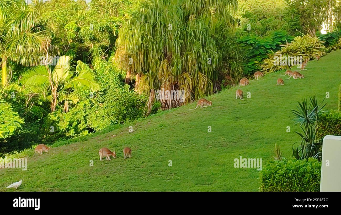 A herd of kangaroos grazes on a lush green hillside. Peaceful scene of ...