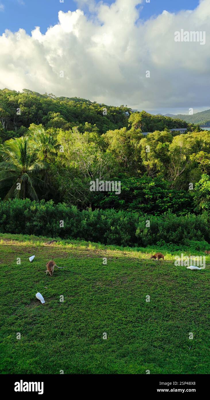 Photo of birds and a kangaroo grazing in a field. Peaceful coexistence ...
