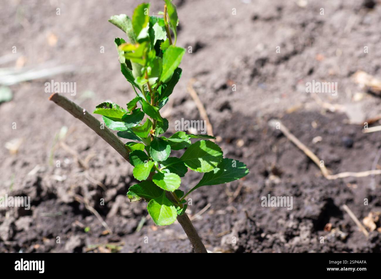 Japanese quince seedling Stock Photo - Alamy