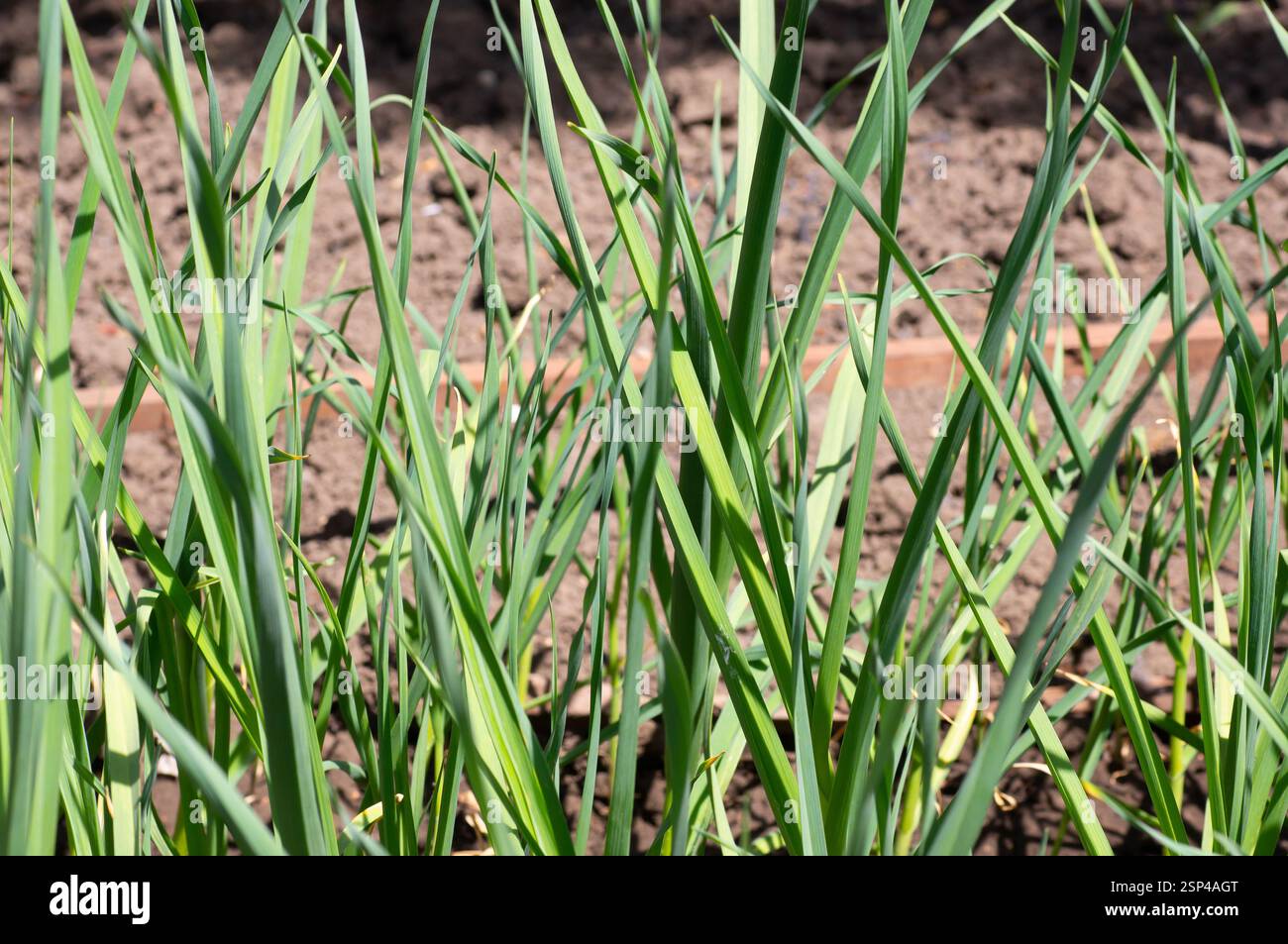 Garlic grows in the garden bed Stock Photo - Alamy