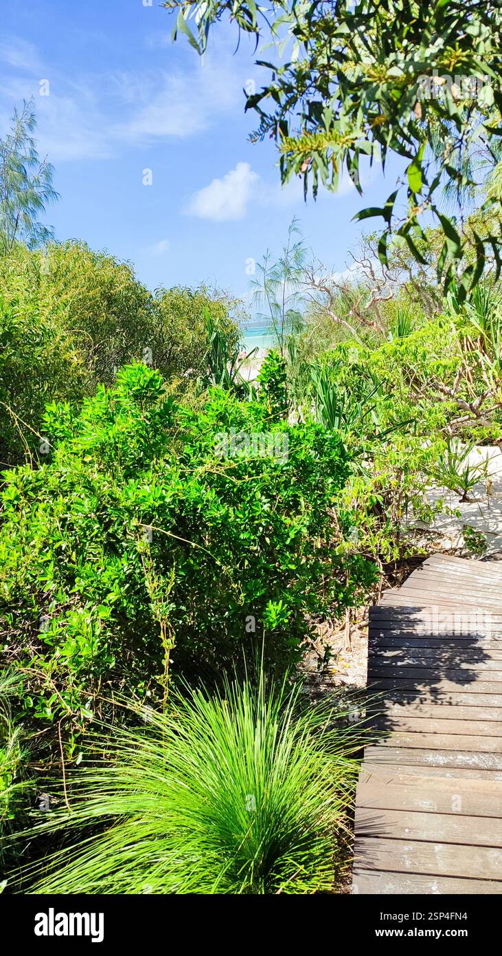 Wooden boardwalk leading to a beach with trees and shrubs on Hamilton ...