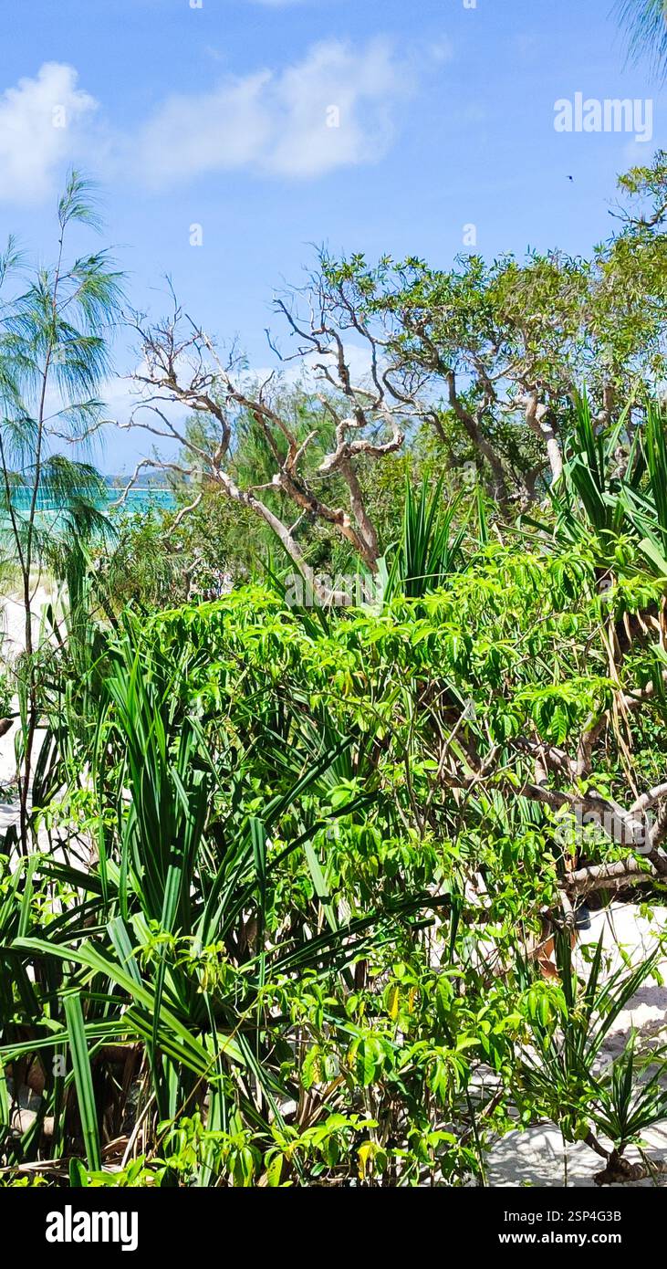 A group of Pandanus trees on Hamilton Island beach. They feature long ...