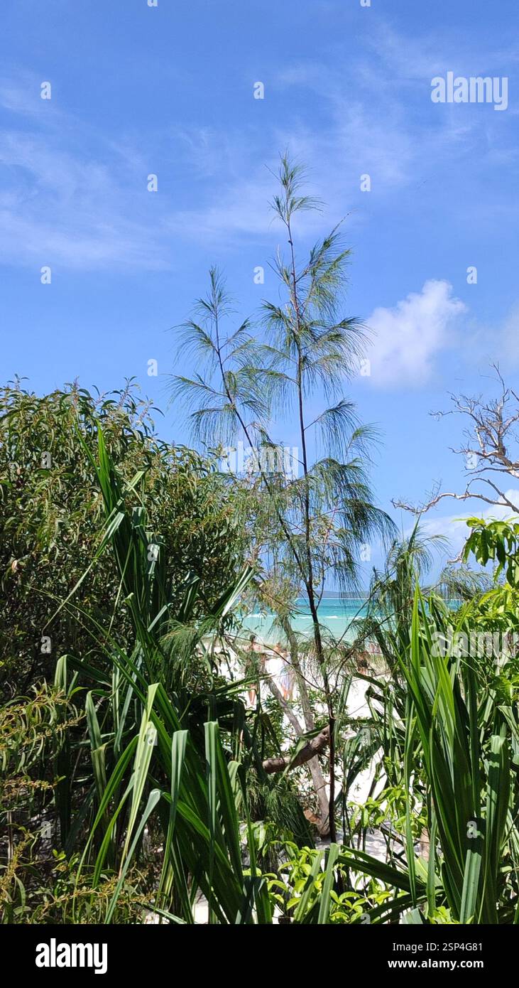 A view of Hamilton Island beach through tall pine tree branches. Green ...