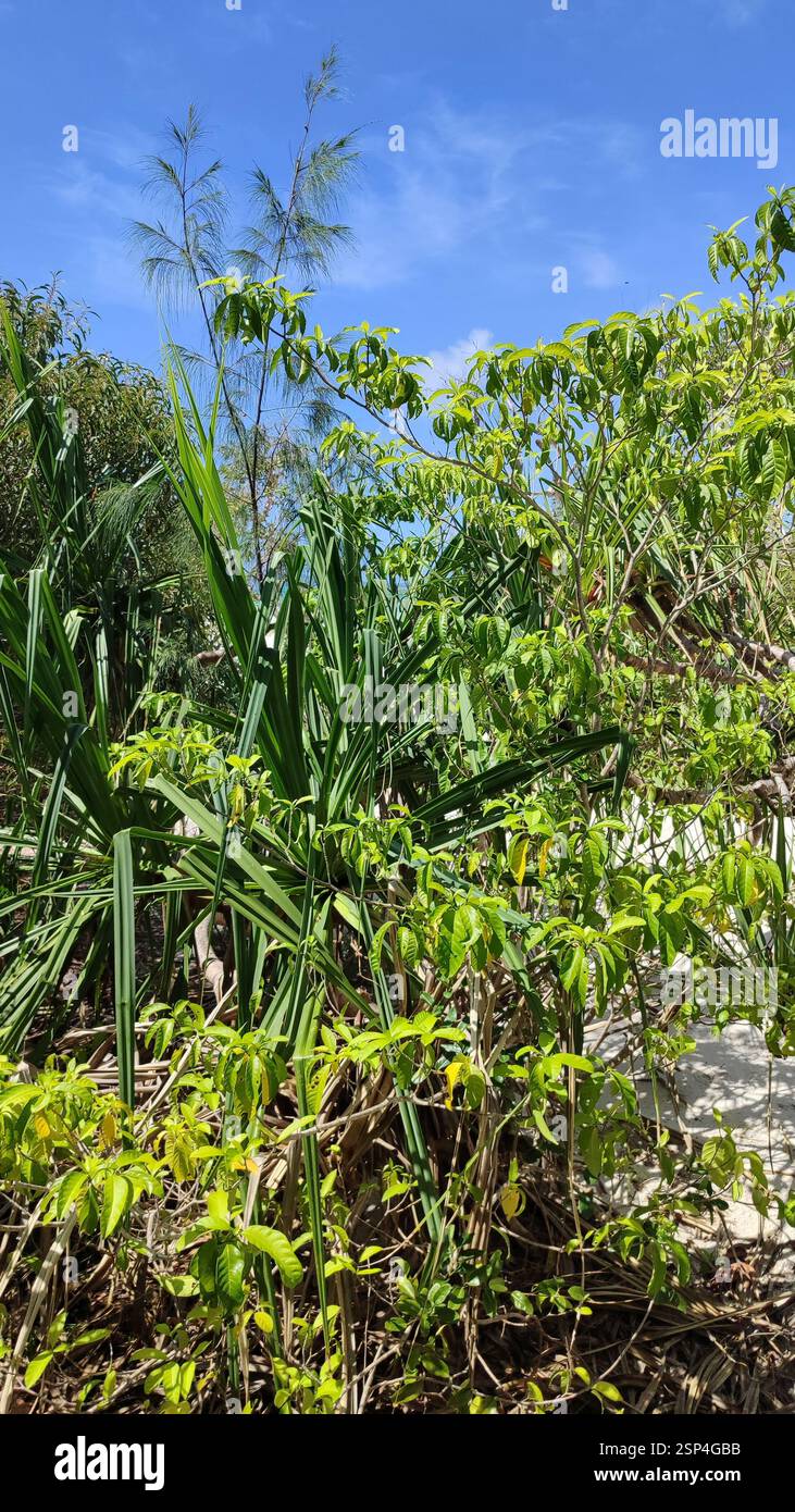 Lush green forest on Hamilton Island with tall trees and bushes. Dense ...