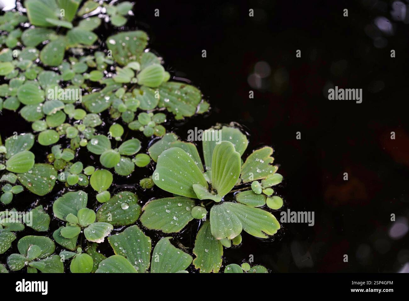 Aquatic plants float on the surface of the water.Lifestyle Stock Photo ...