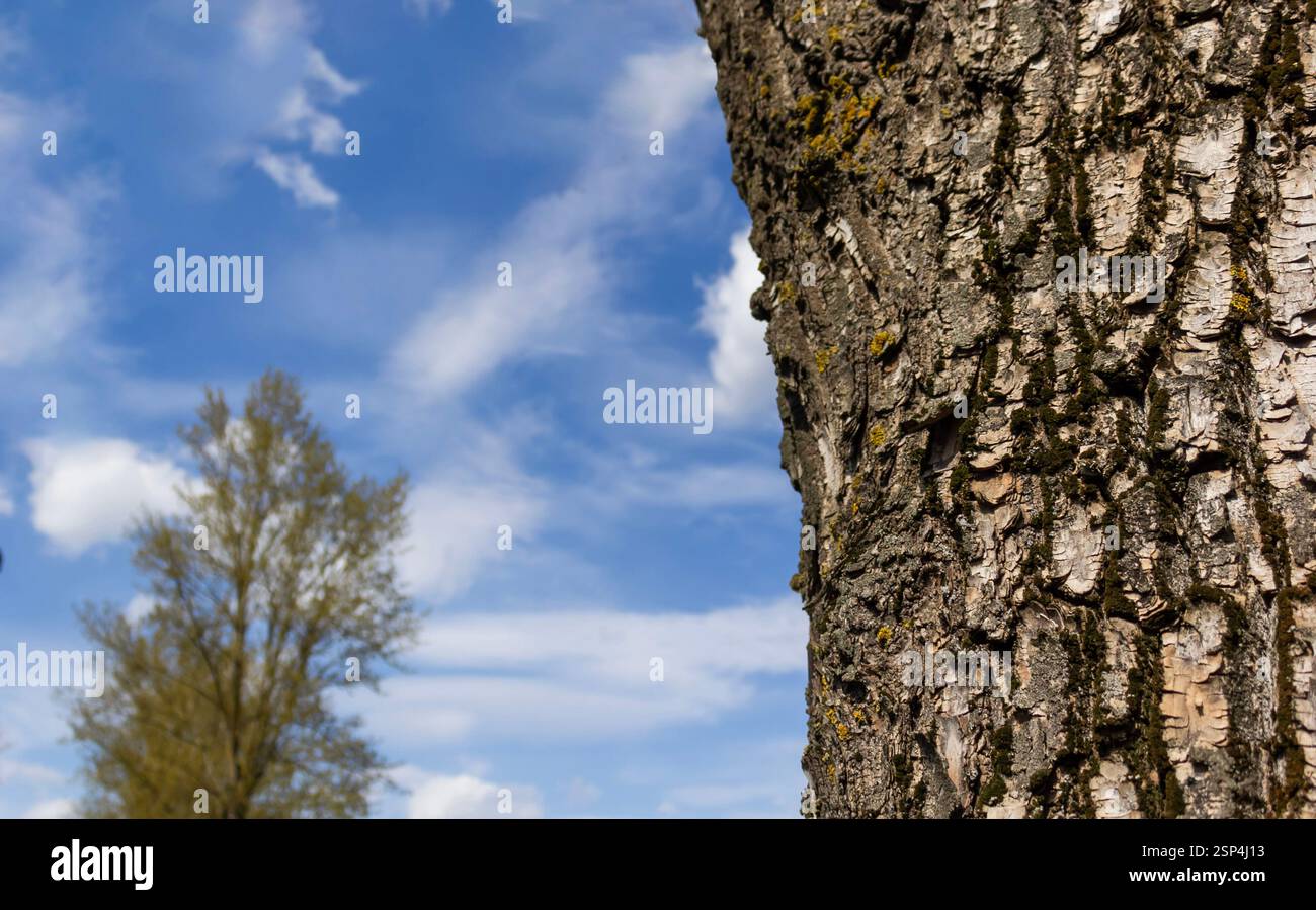 Captivating textures tree bark hi-res stock photography and images - Alamy