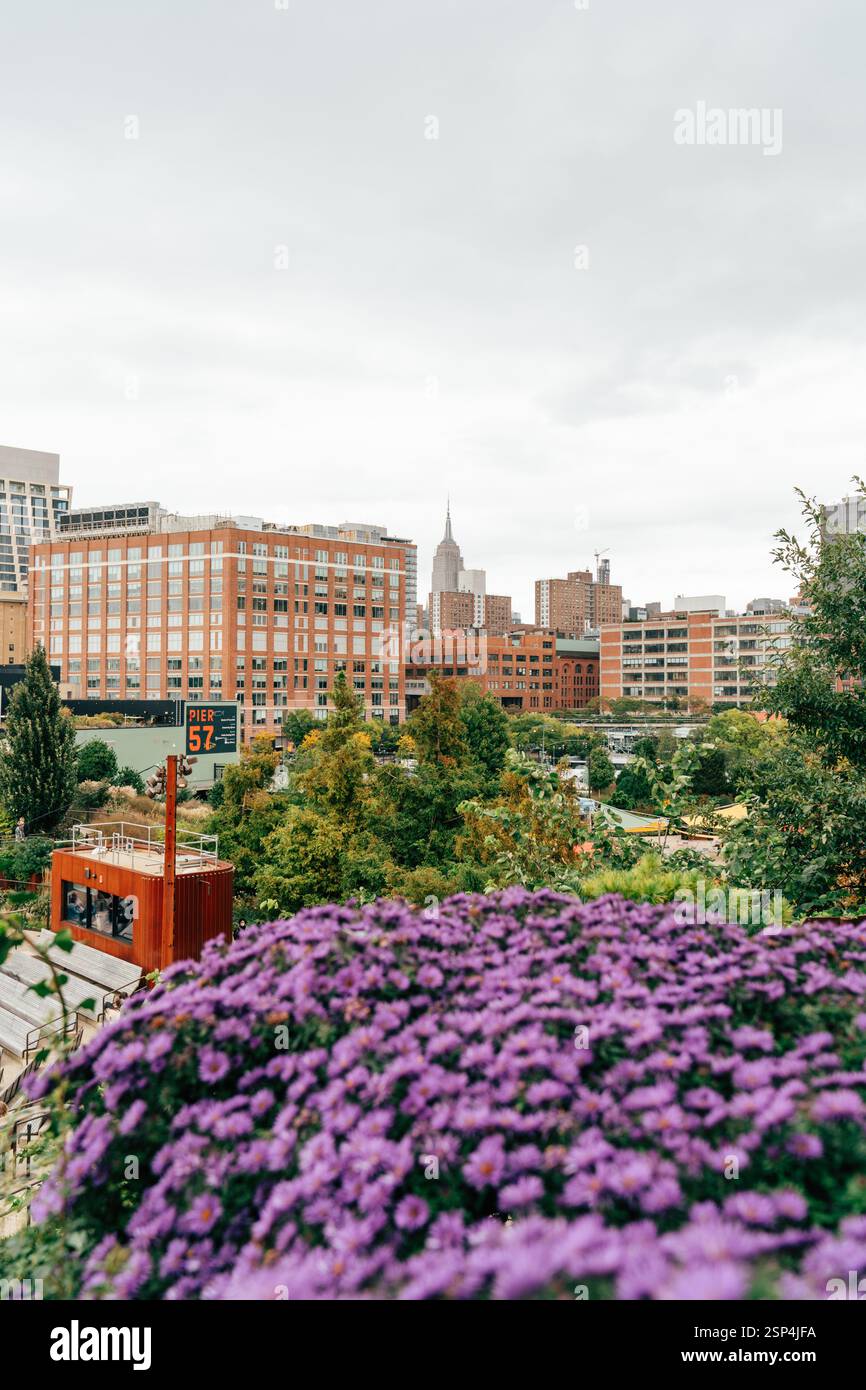 Colorful purple flowers bloom in the foreground while the Empire State ...