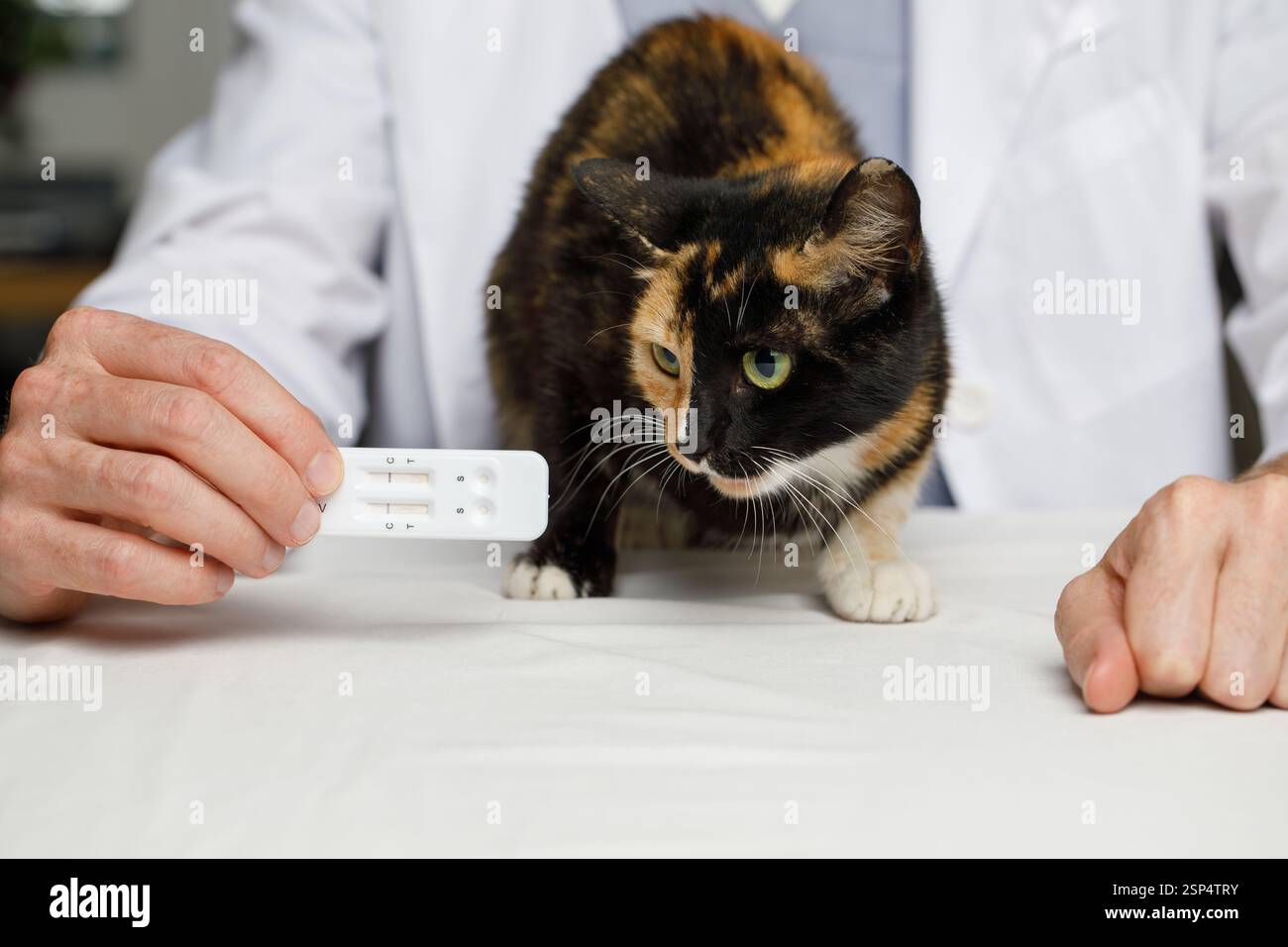 Cat looking at rapid test for detection of feline virus in male vet ...