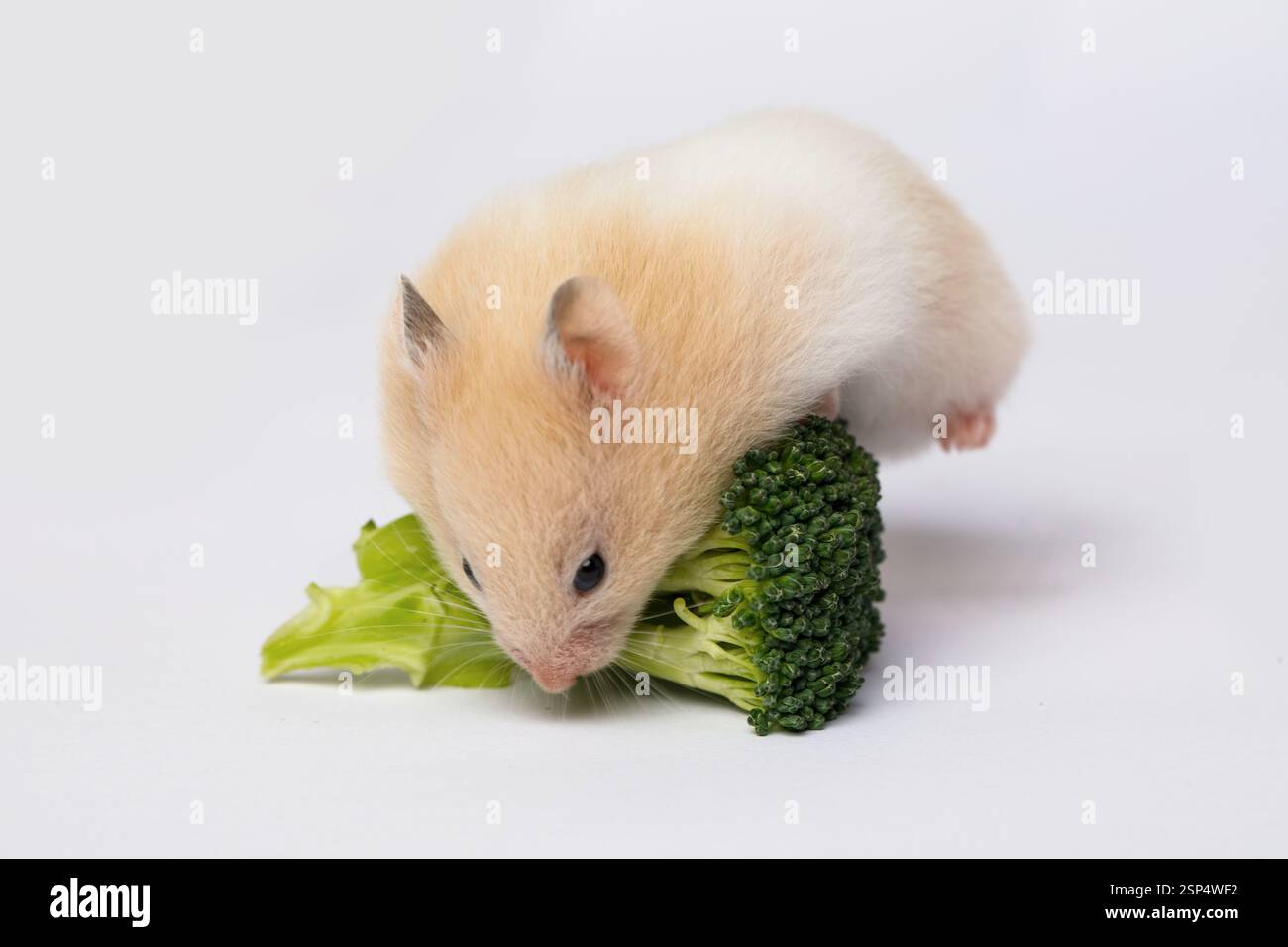 Cute hamster with broccoli flower on a white background Stock Photo - Alamy