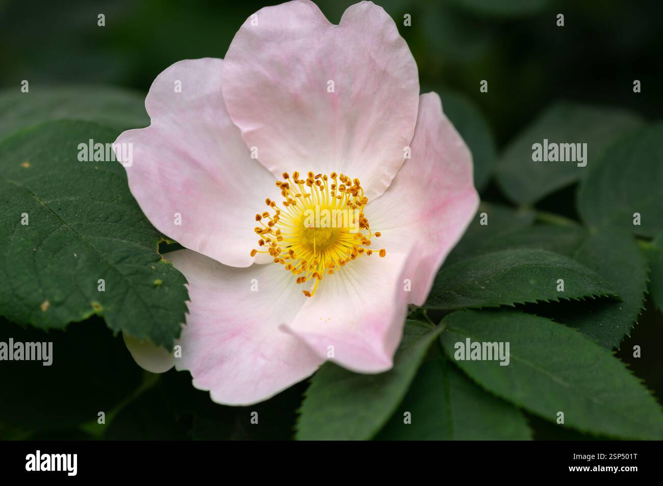 white rosehip flower on a natural background. a beautiful rosebud Stock ...