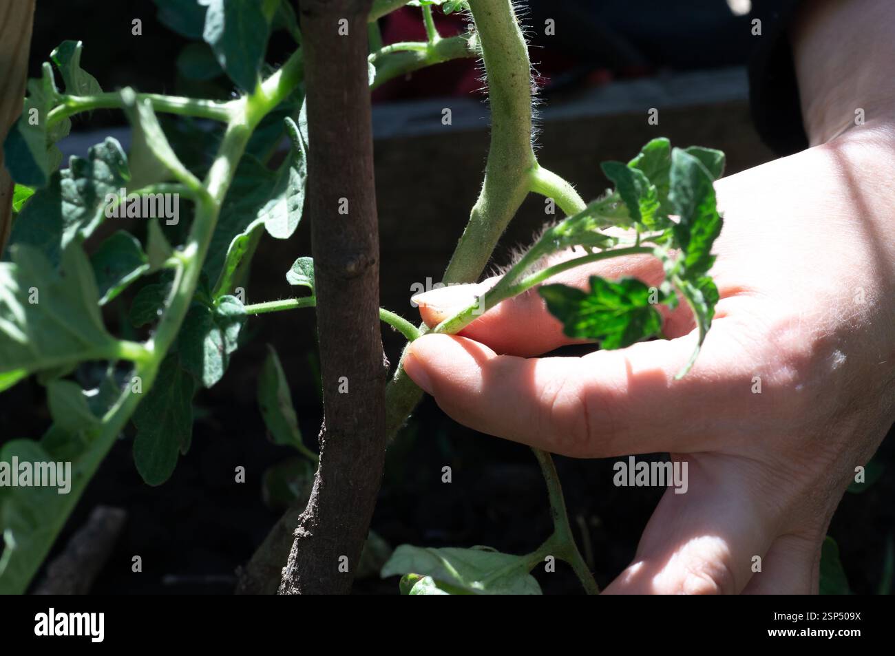 caring for vegetables in the garden, the farmer works with a pruner ...