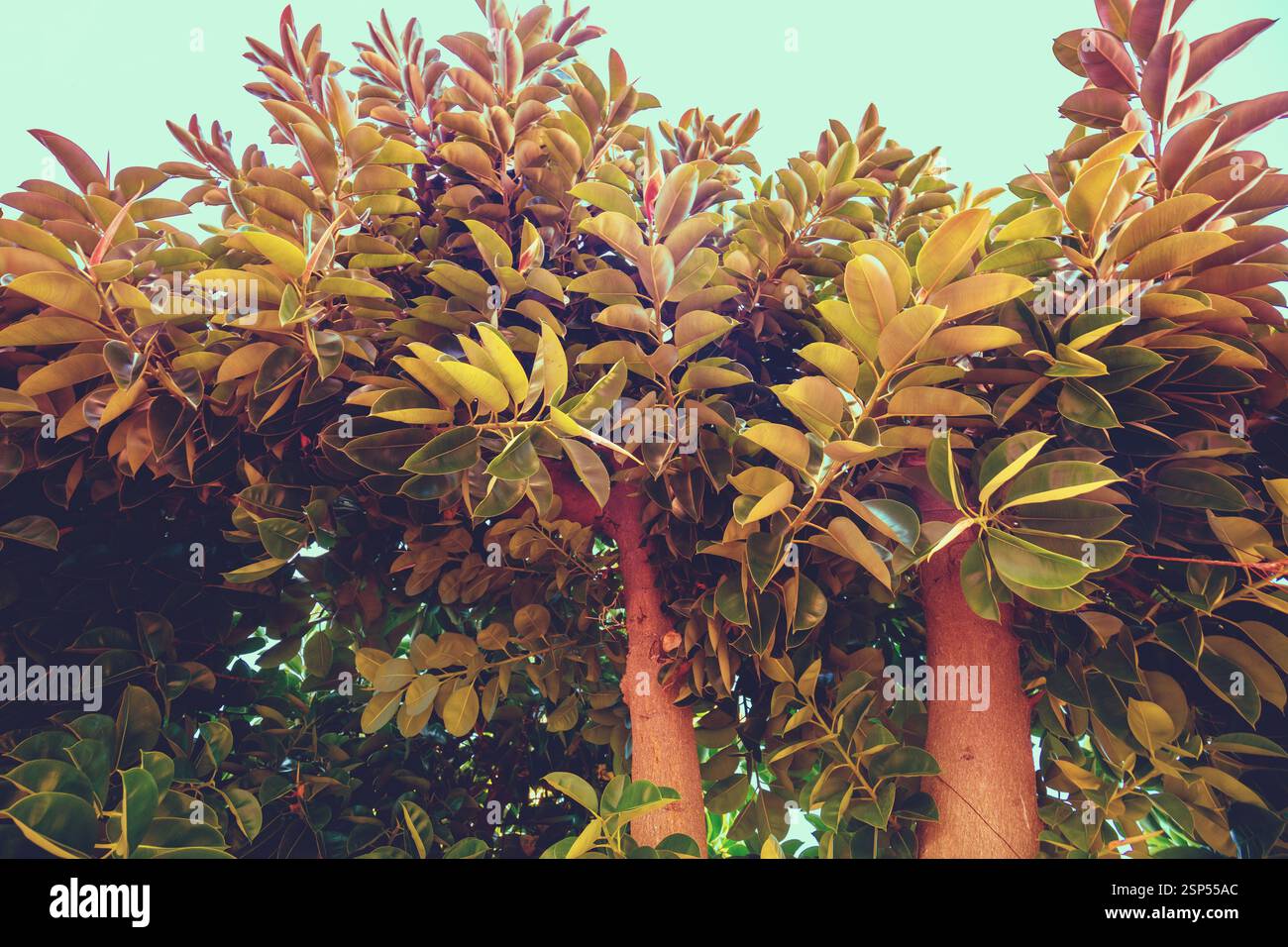 Beautiful lush houseplant ficus hi-res stock photography and images - Alamy