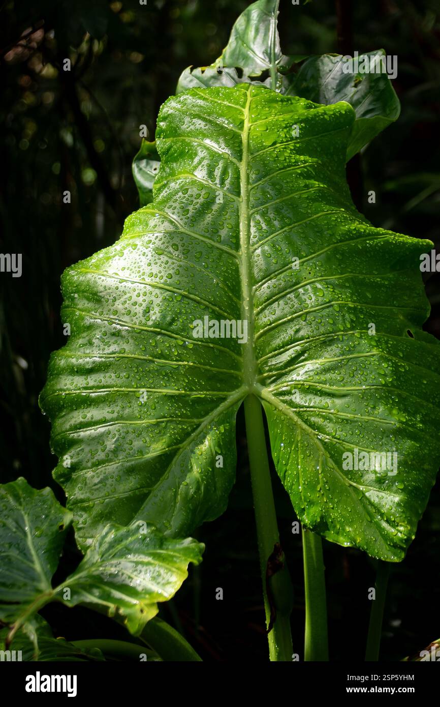 Wet and shiny green leaf of native lily, cunjevoi, alocasia ...