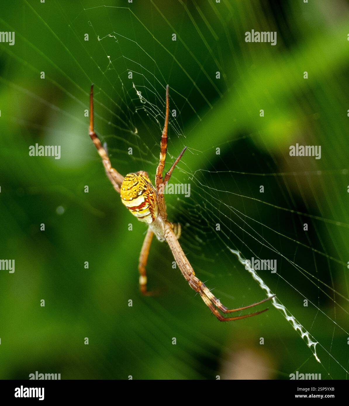 Australian female St Andrew's Cross spider, Argiope keyserlingi ...