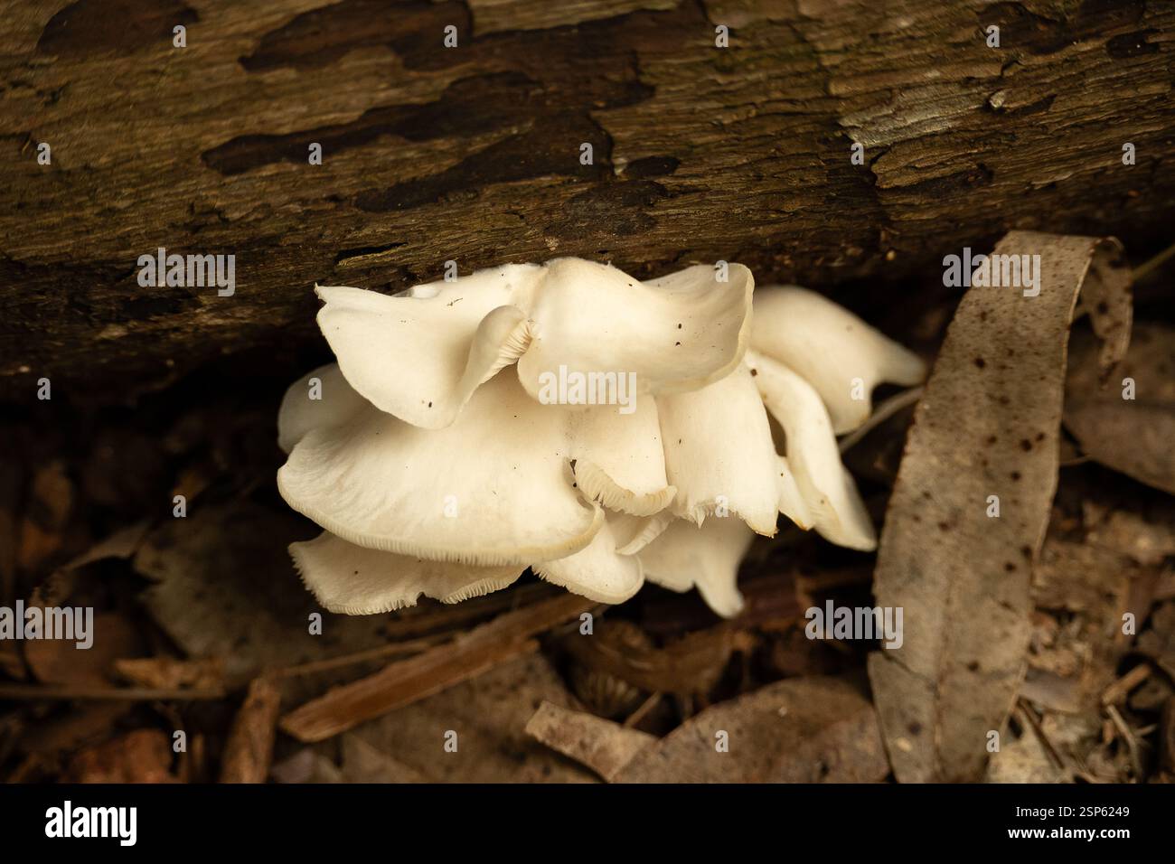 Group of Australian subtropical, white fungi, Pleurotus djamor, growing ...