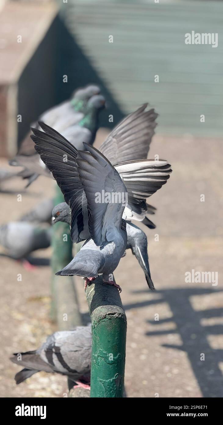 A flock of pigeons resting calmly on a metal pipe under daylight, urban ...