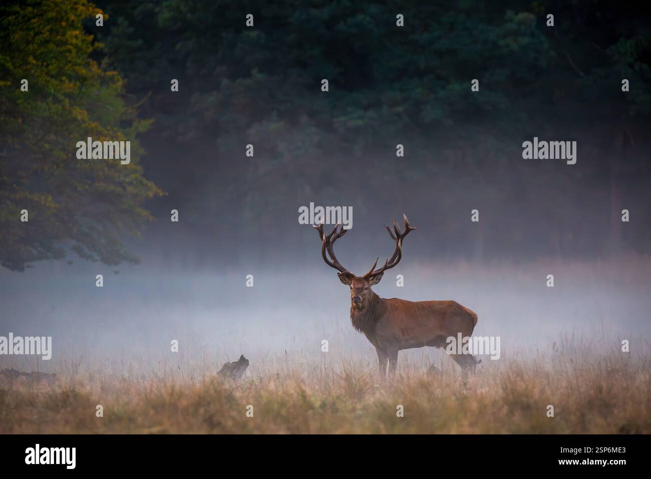Stag or Red Deer (Cervus elaphus) during rut time, Dyrehaven, Denmark ...