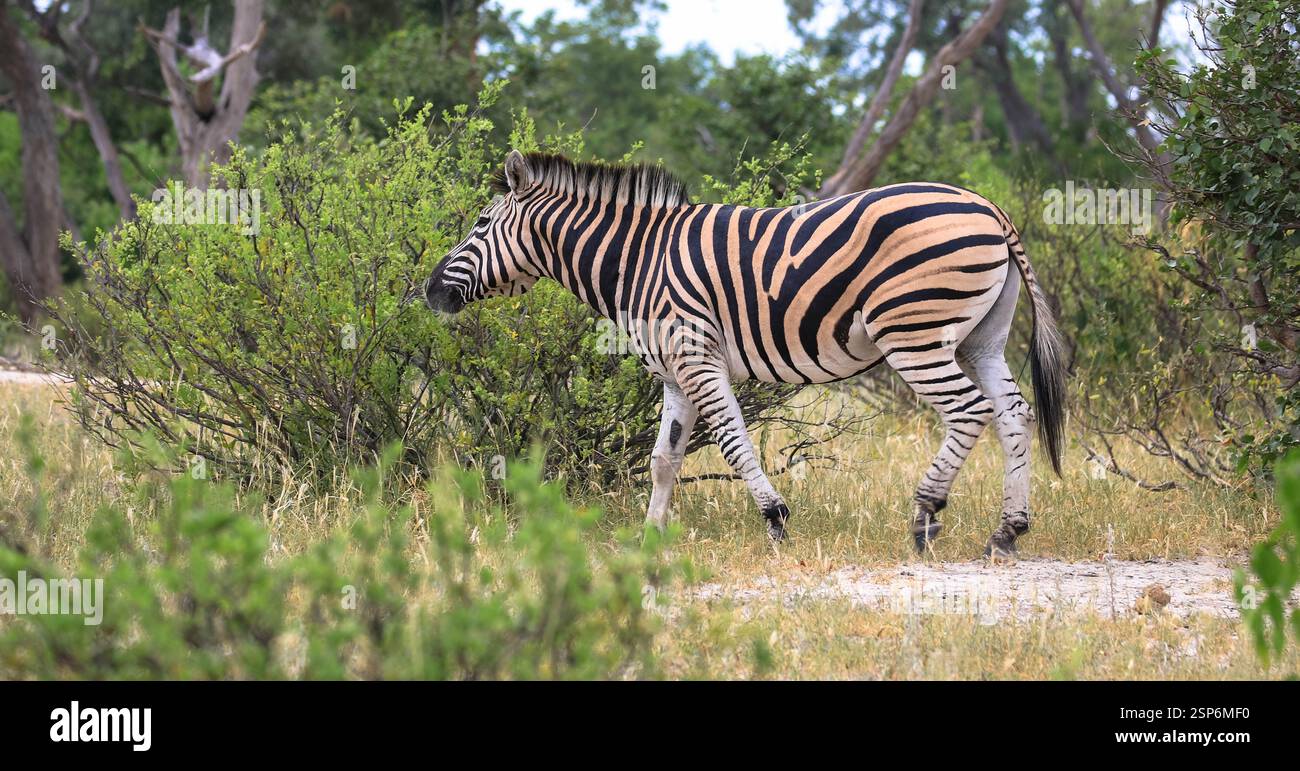 Beautiful young zebra between trees in the savanna. Green vegetation ...