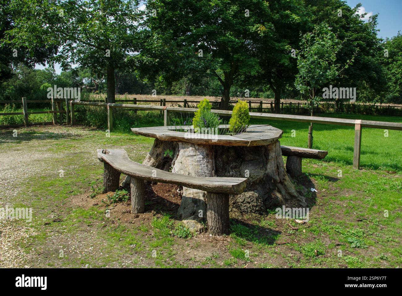 The wide girth of a tree stump reused as a picnic table with two rustic ...