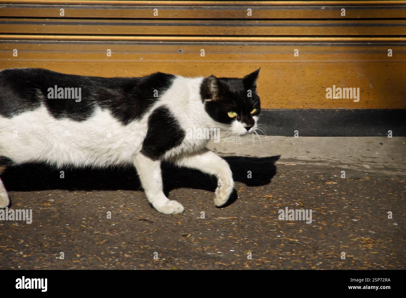 Black and white cat walking on pavement in South Korea. Domestic short ...