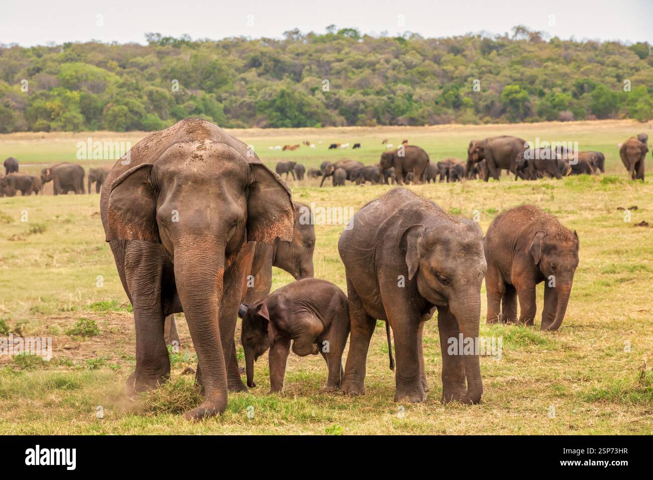 Sri Lankan elephant with calf (Elephas maximus maximus) in Minneriya ...