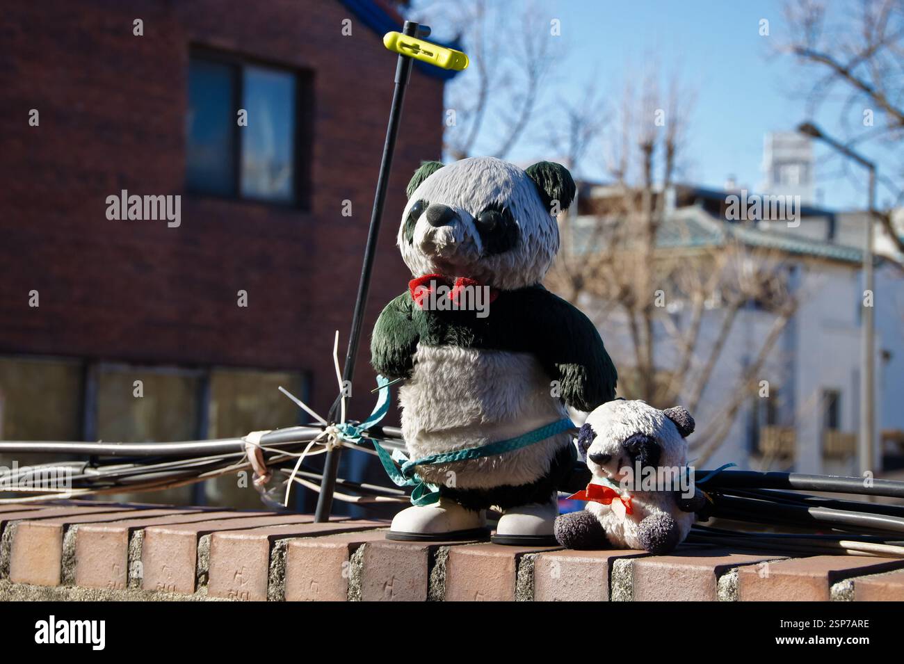Two weathered panda plushies stand atop a brick wall, tethered by wires ...