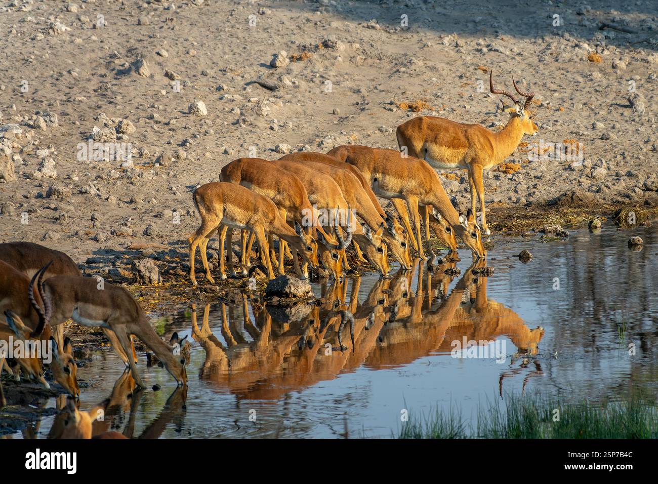 Row of impalas antelopes at a waterhole, water reflections, wildlife ...