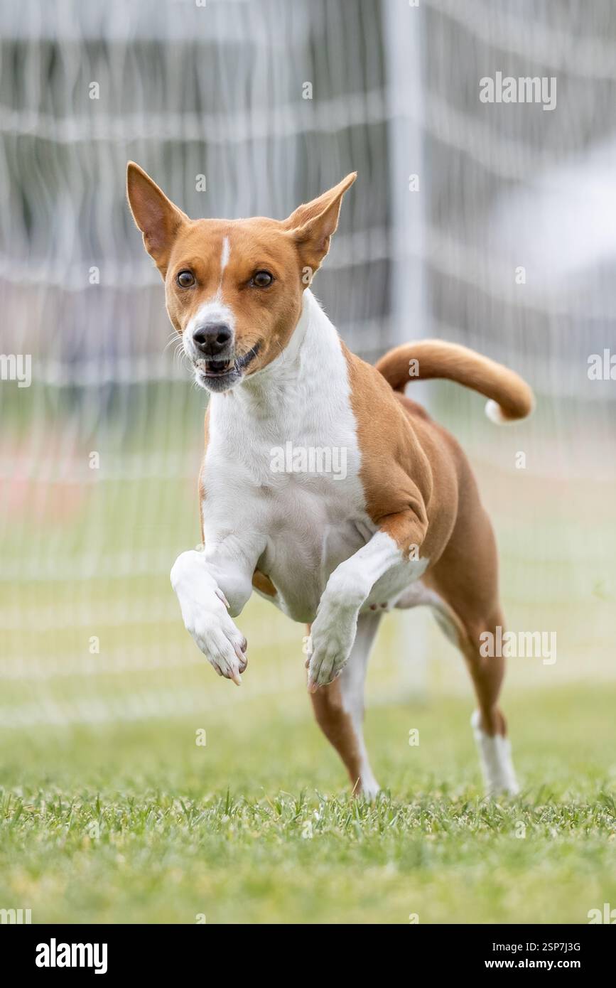 Purebred Basenji Running Lure Course Sprint Dog Sport Stock Photo - Alamy