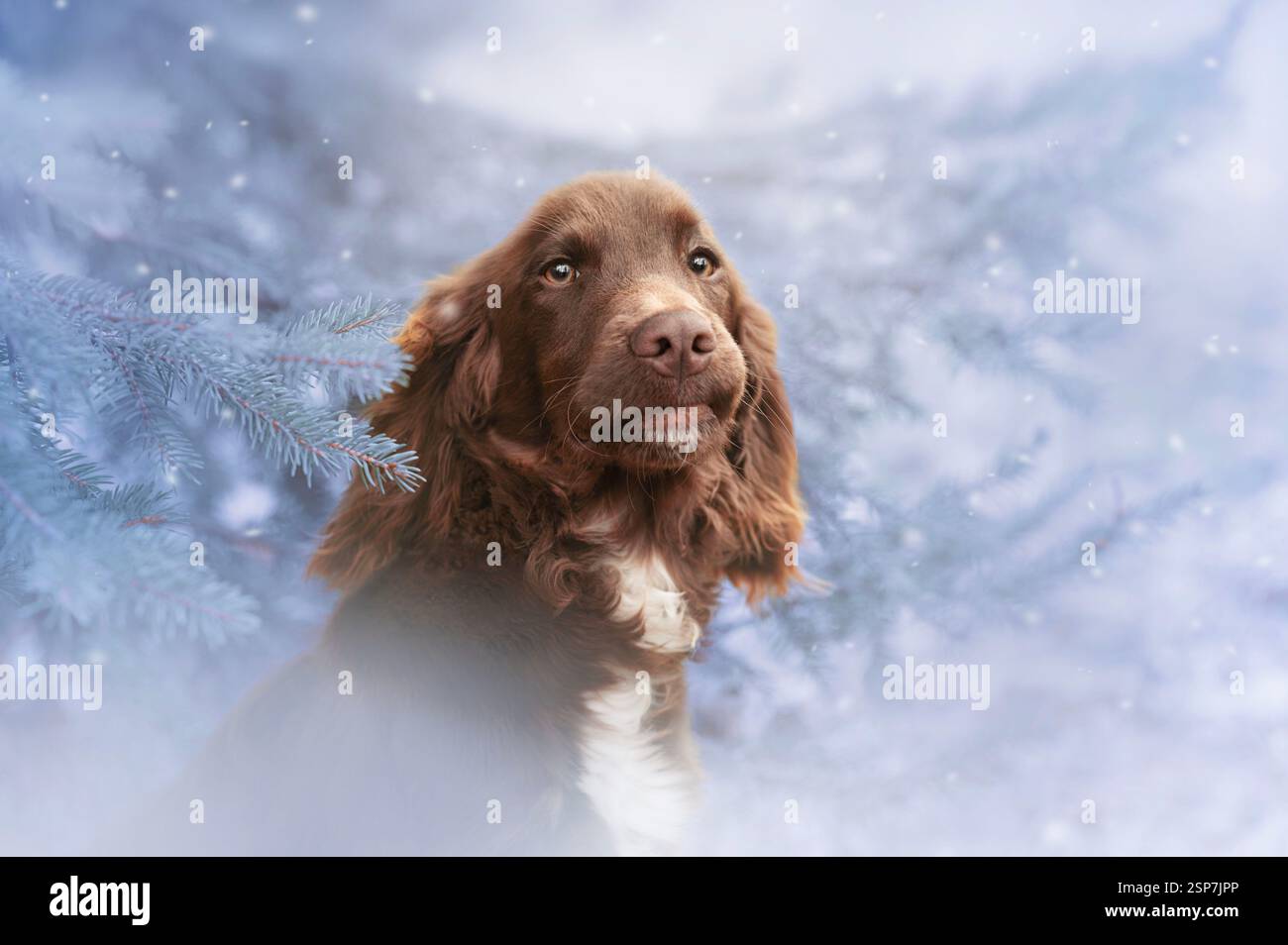 Winter portrait of a working cocker spaniel dog Stock Photo - Alamy