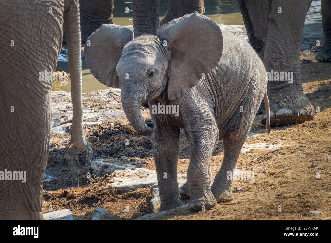 Baby elephant calf flapping ears close up portrait in Etosha National ...
