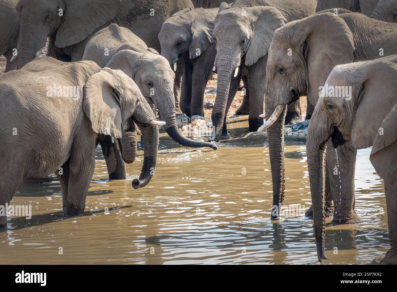 Large herd of elephants drinking at Halali waterhole in Etosha National ...