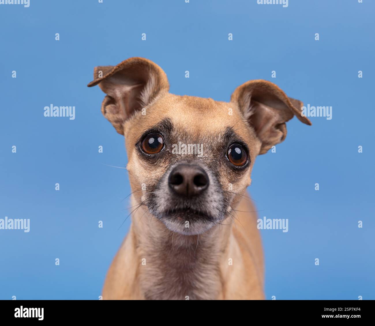 Cheweenie dog head in a studio against a blue background looking Stock ...