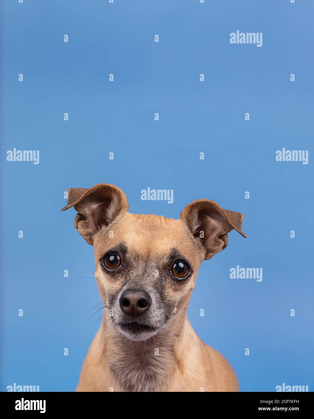 Cheweenie dog head in a studio against a blue background looking Stock ...