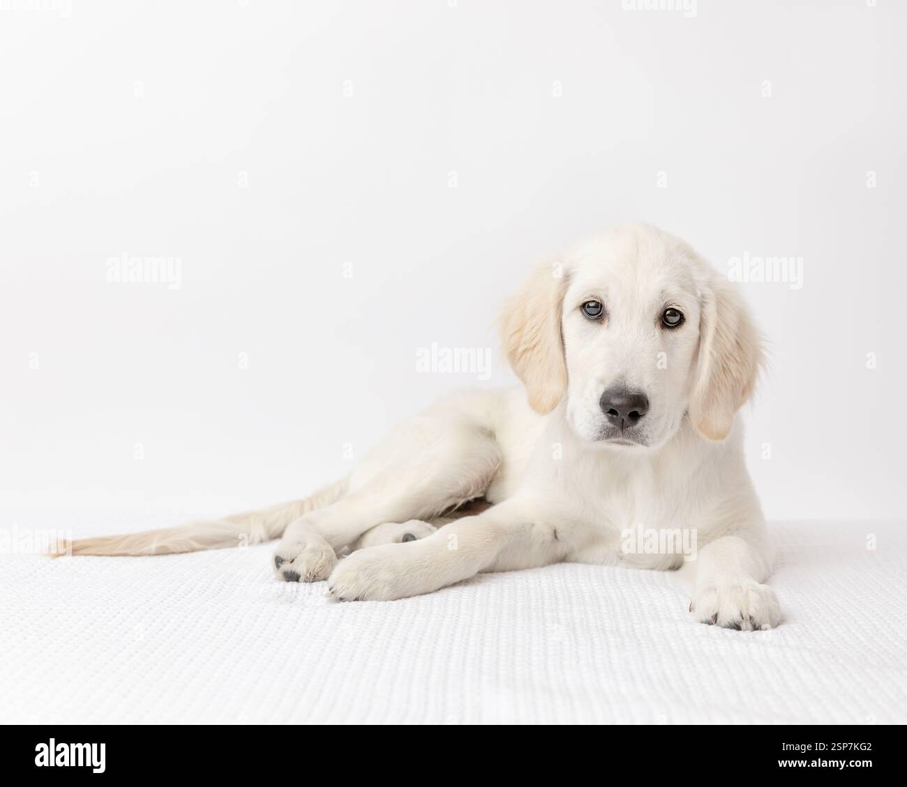 cream colored golden retriever puppy dog lying down in a studio Stock ...