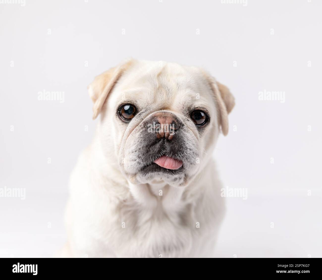 close up pug dog, head and neck only, sitting down in a studio a Stock ...