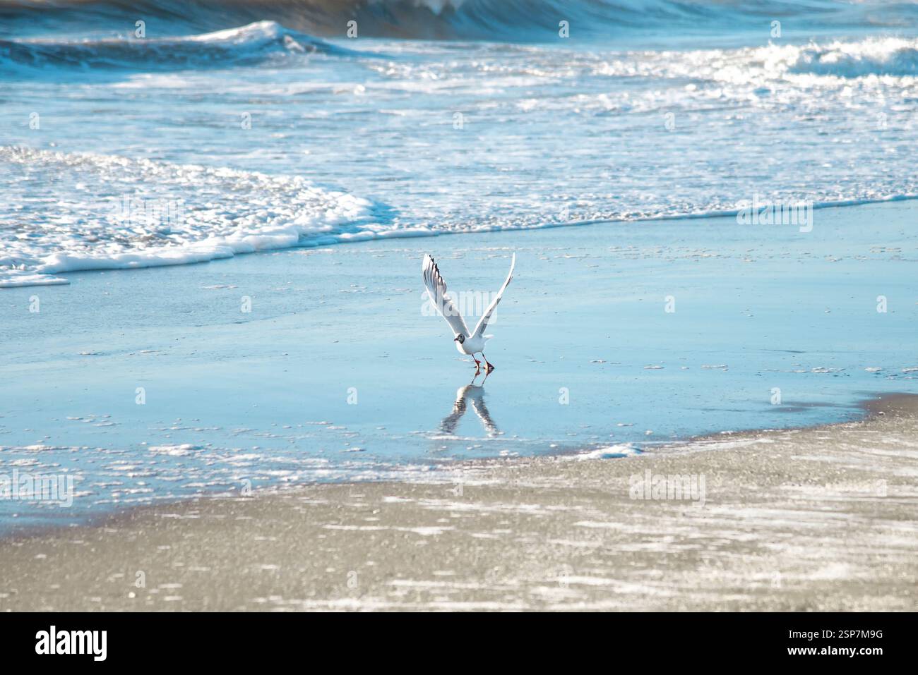 Wildlife as part of landscape hi-res stock photography and images - Alamy