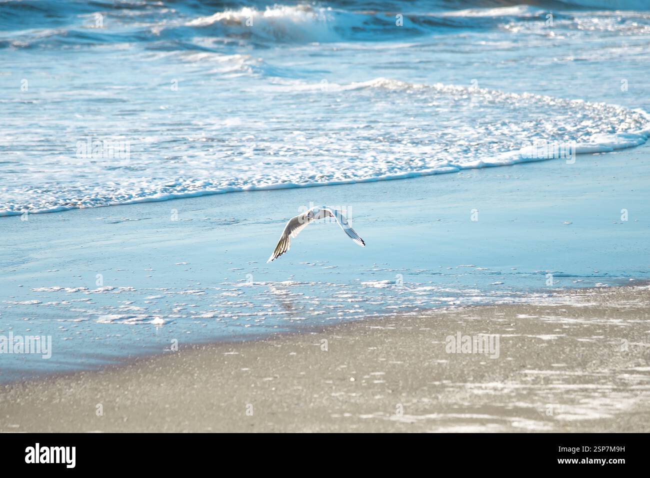 Wildlife as part of landscape hi-res stock photography and images - Alamy