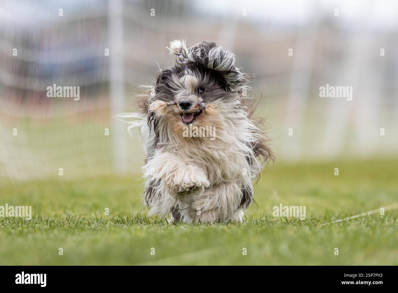 Purebred Havanese Running Lure Course Sprint Dog Sport Stock Photo - Alamy