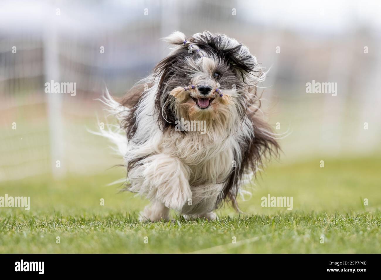 Purebred Havanese Running Lure Course Sprint Dog Sport Stock Photo - Alamy