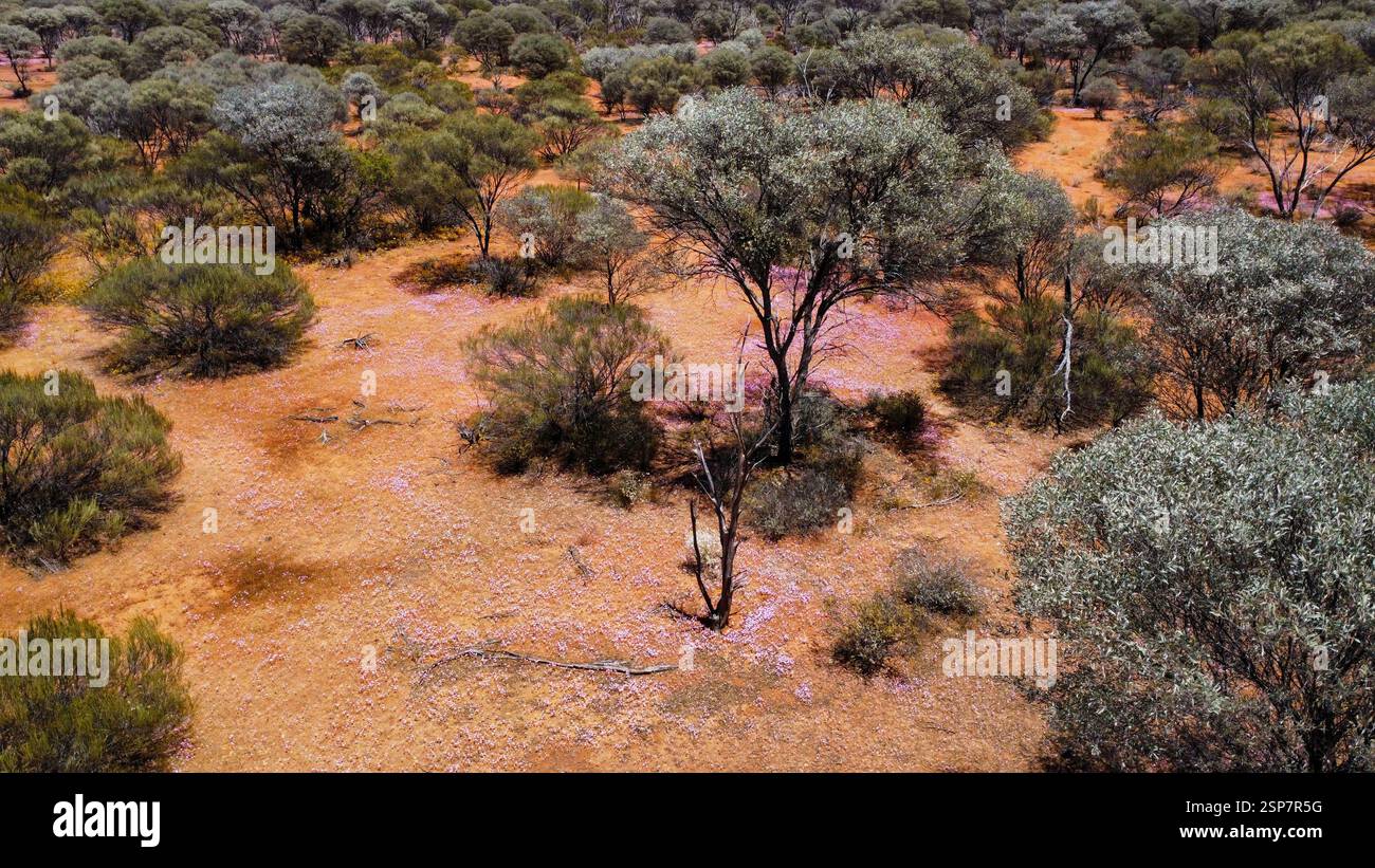 The Australian outback and it´s vegetation in the dry season, seen from ...