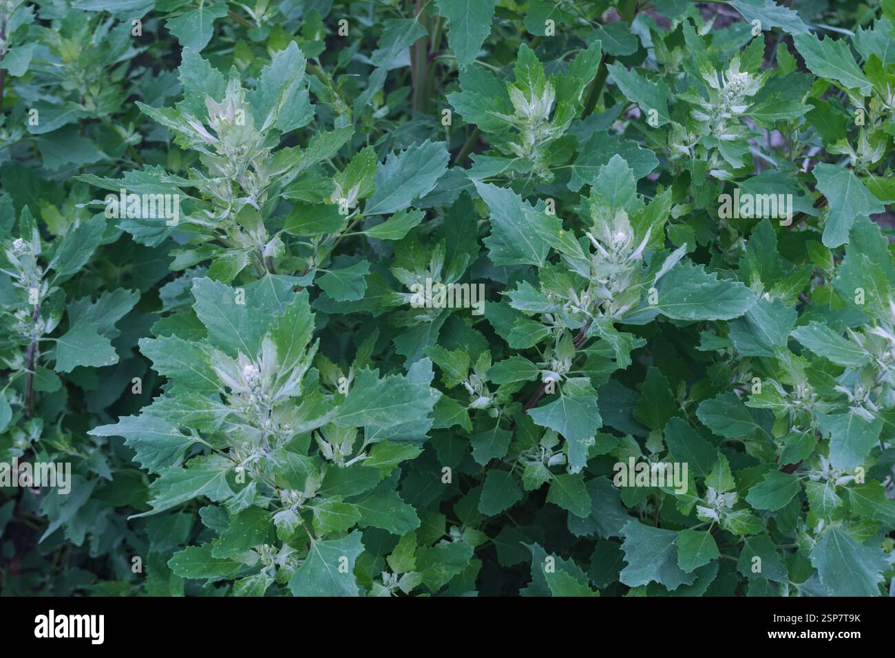 In spring, the edible plant orach (Atriplex hortensis) grows in the ...