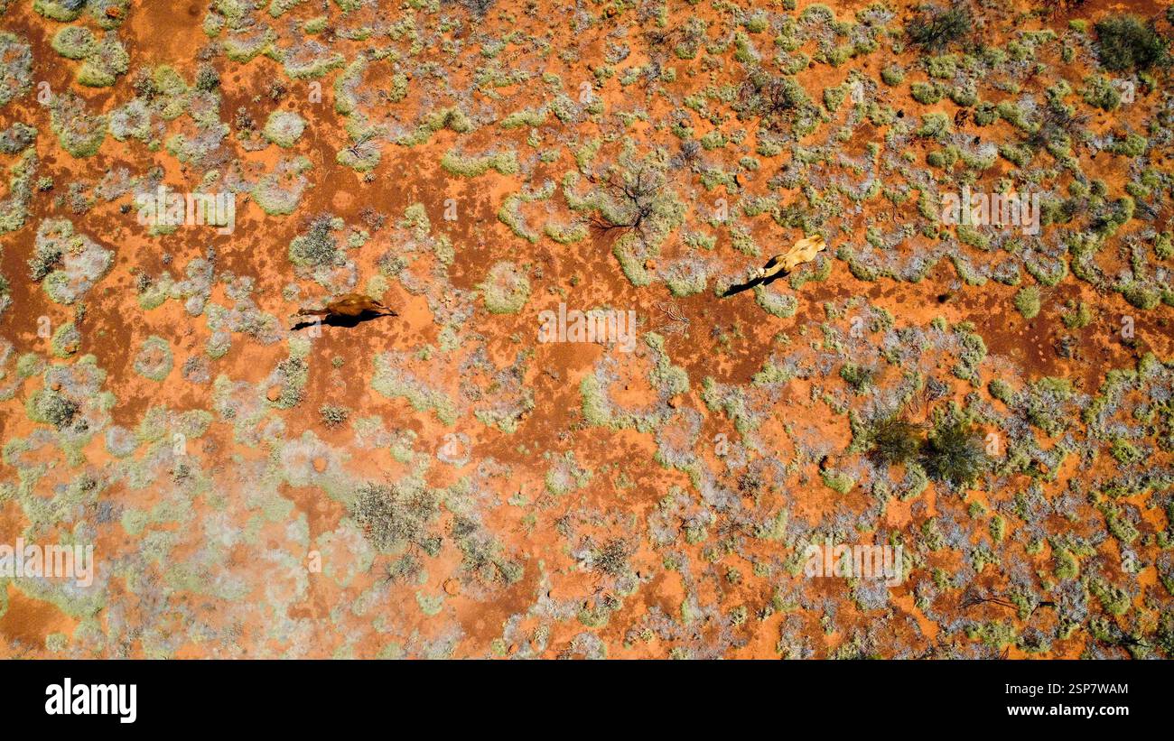 The Australian outback and it´s vegetation in the dry season, seen from ...