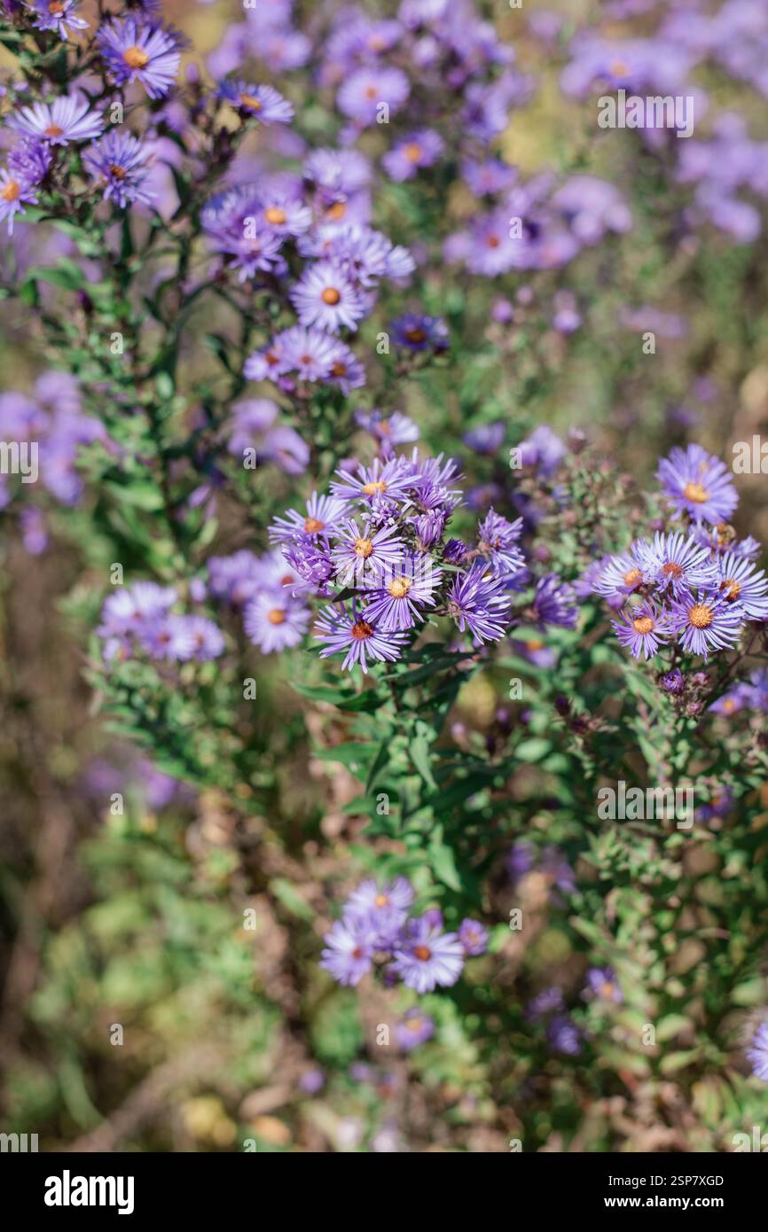 Aster late flowers hi-res stock photography and images - Alamy