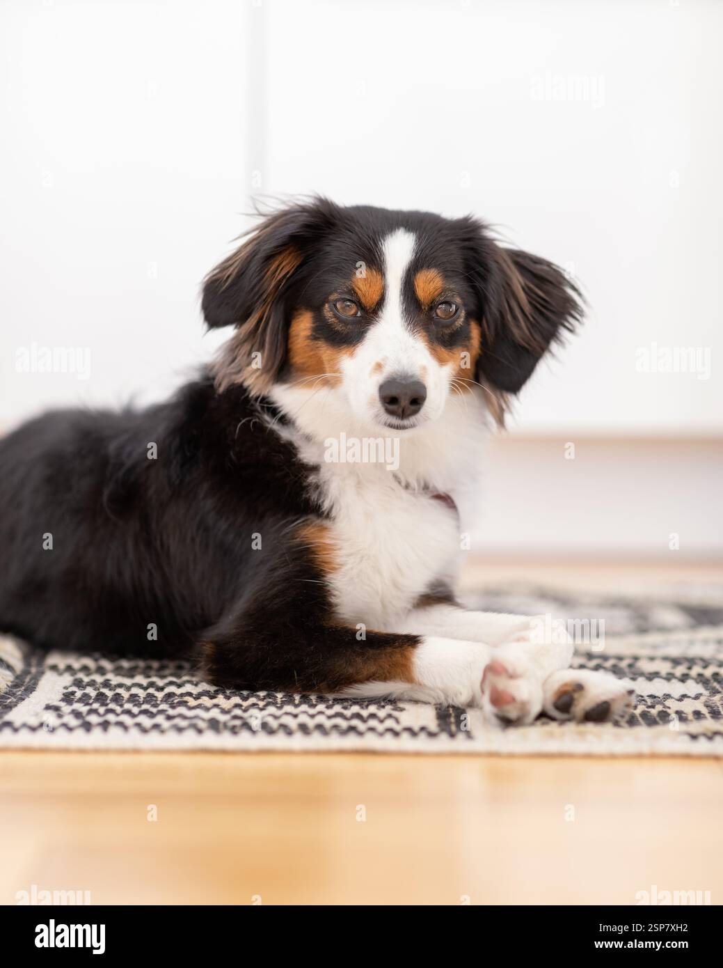 mini aussie shepherd dog lying down in kitchen with paws crossed Stock ...