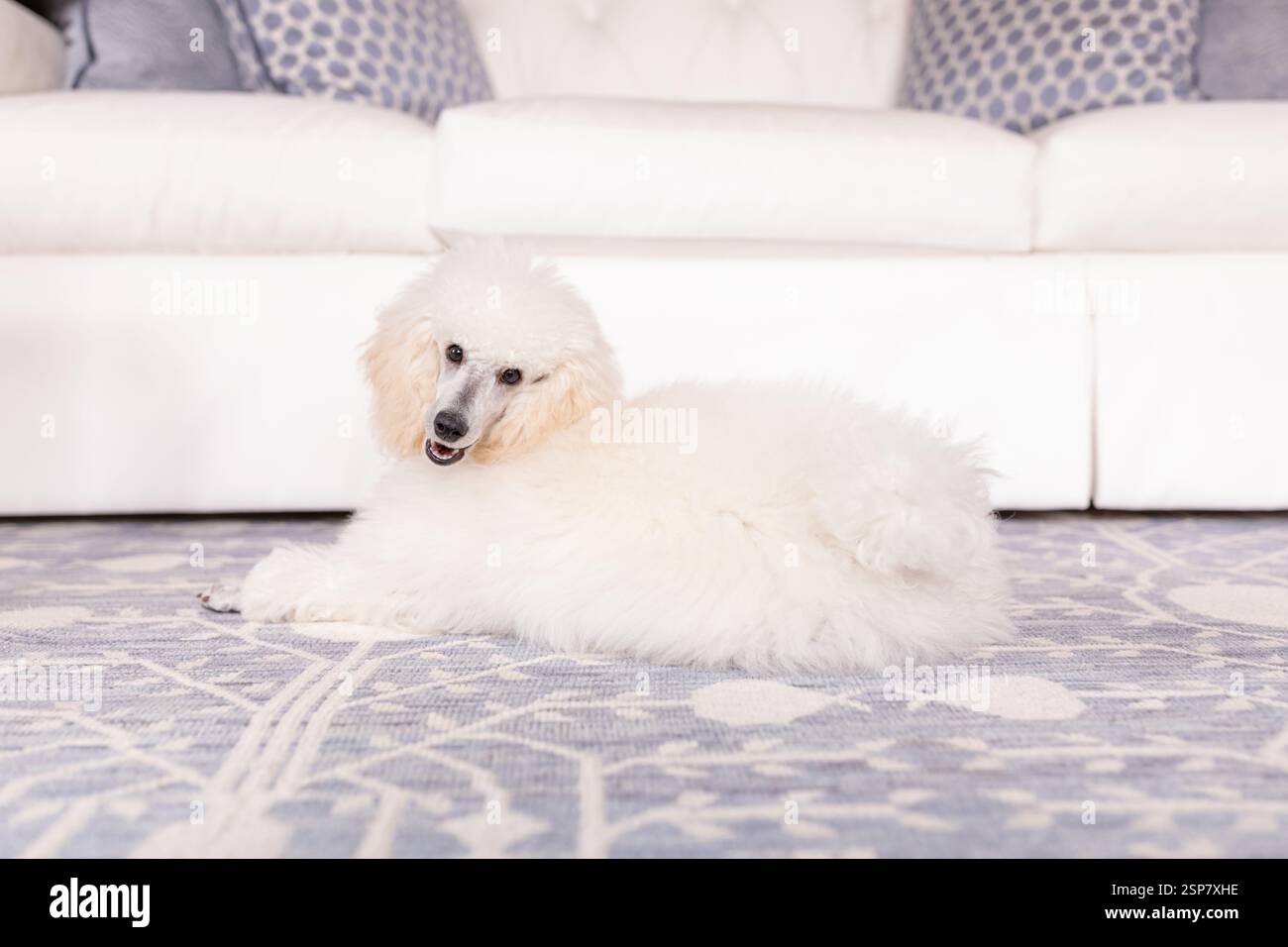 Rug with blue couch hi-res stock photography and images - Alamy