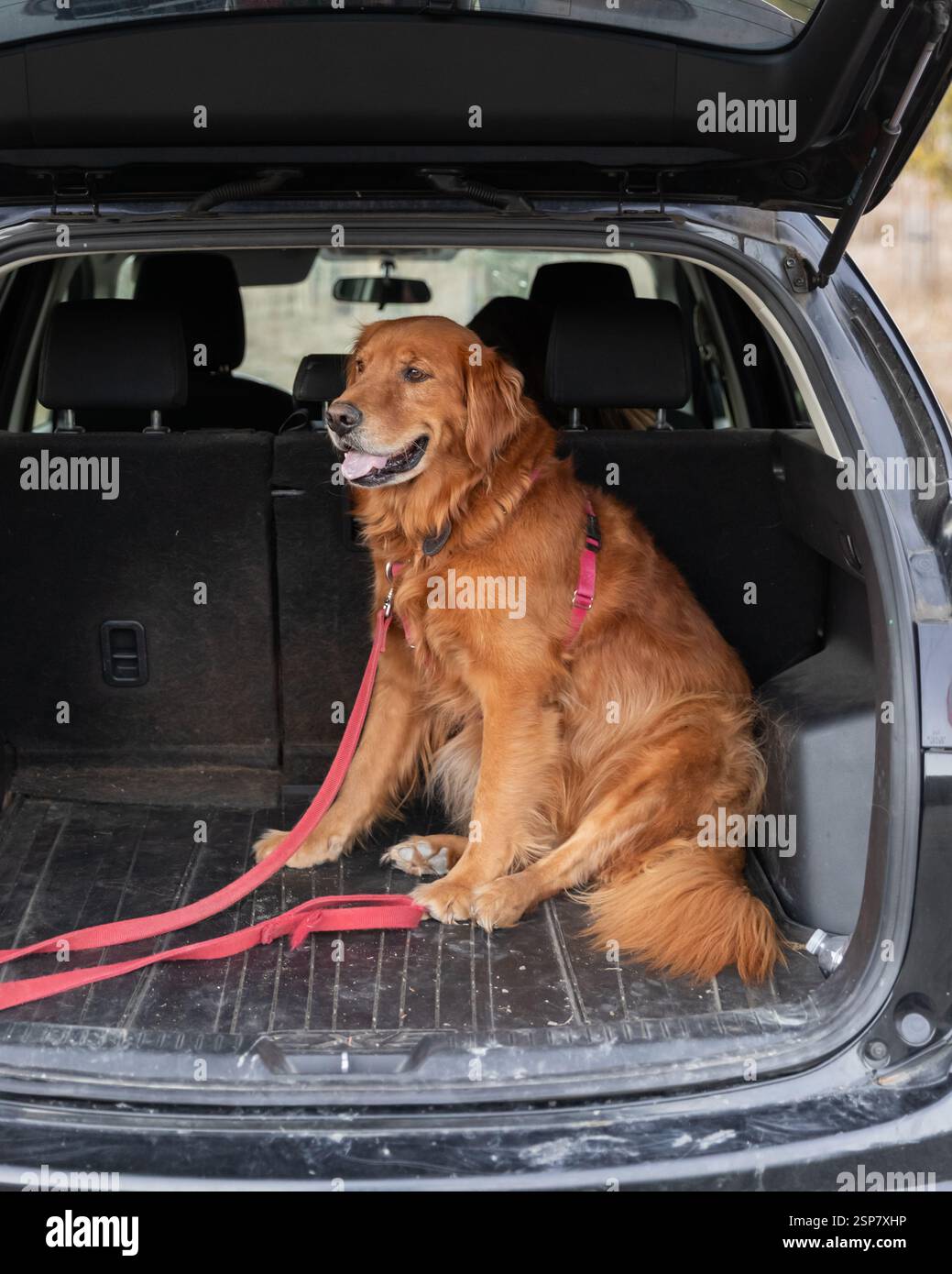 golden retriever dog sitting down in the trunk of a car Stock Photo - Alamy